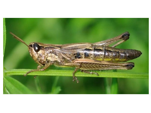 Trainz Download Station